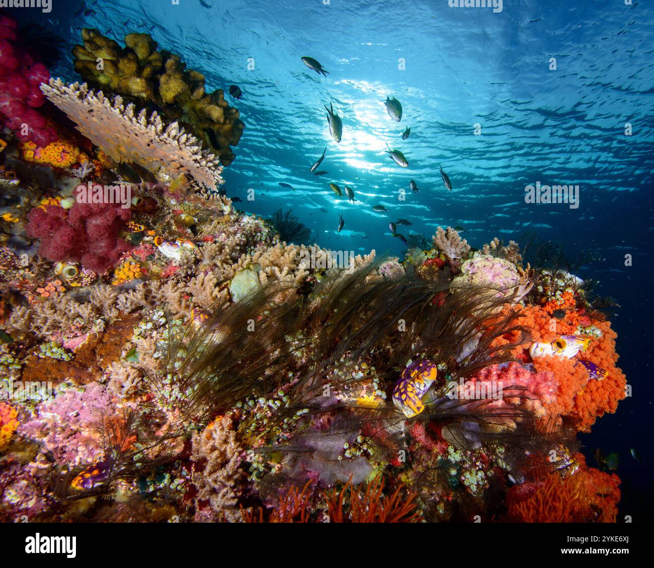 coral reef coloured outcrops raja ampat Stock Photo - Alamy