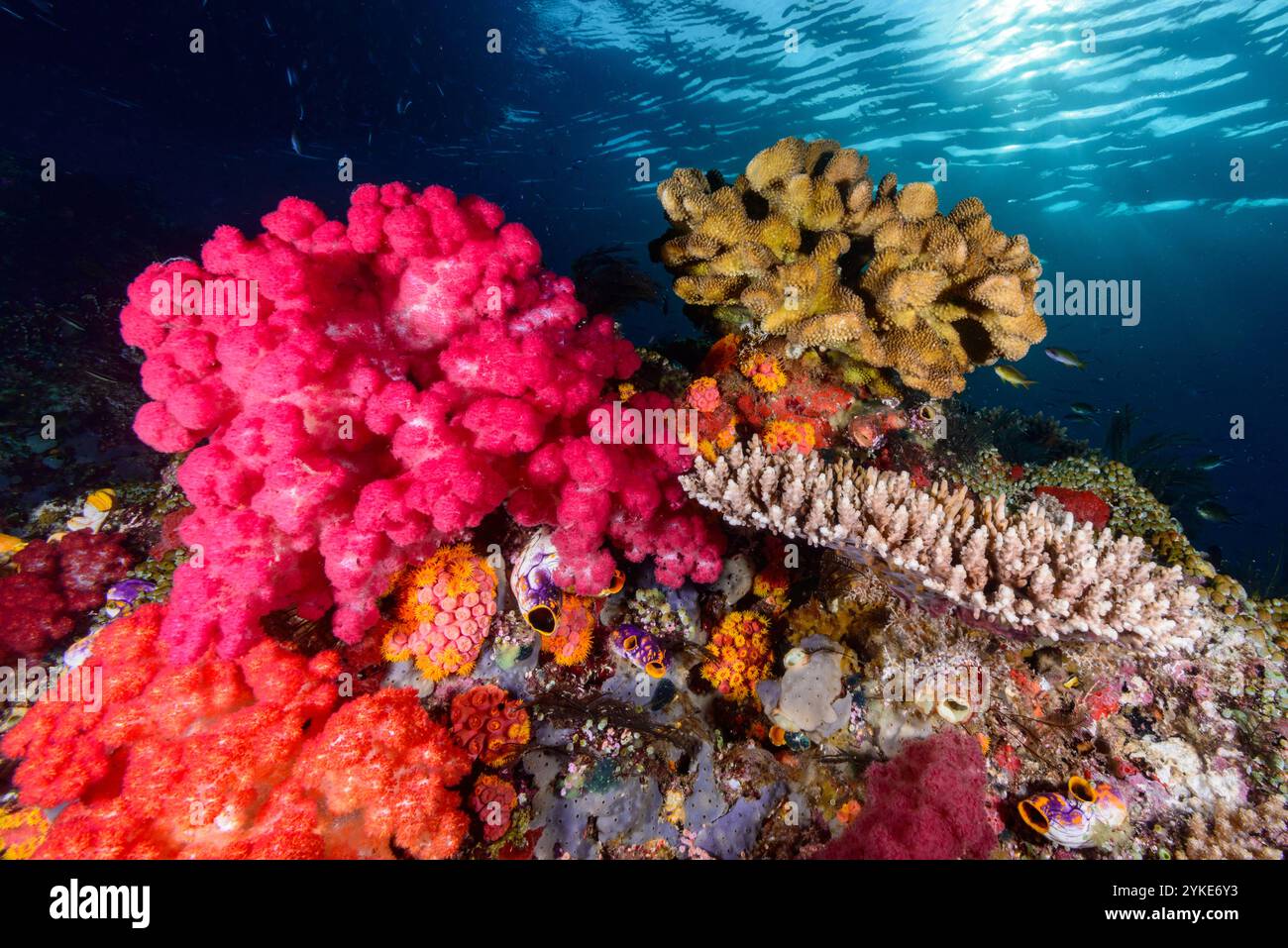 coral reef coloured outcrops raja ampat Stock Photo - Alamy