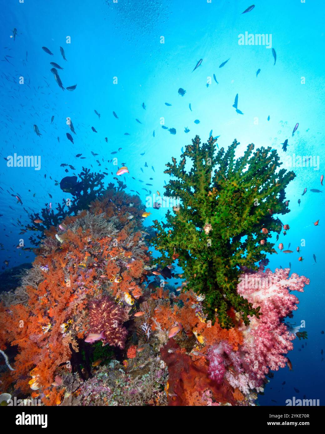 coral outcrop raja ampat Stock Photo - Alamy