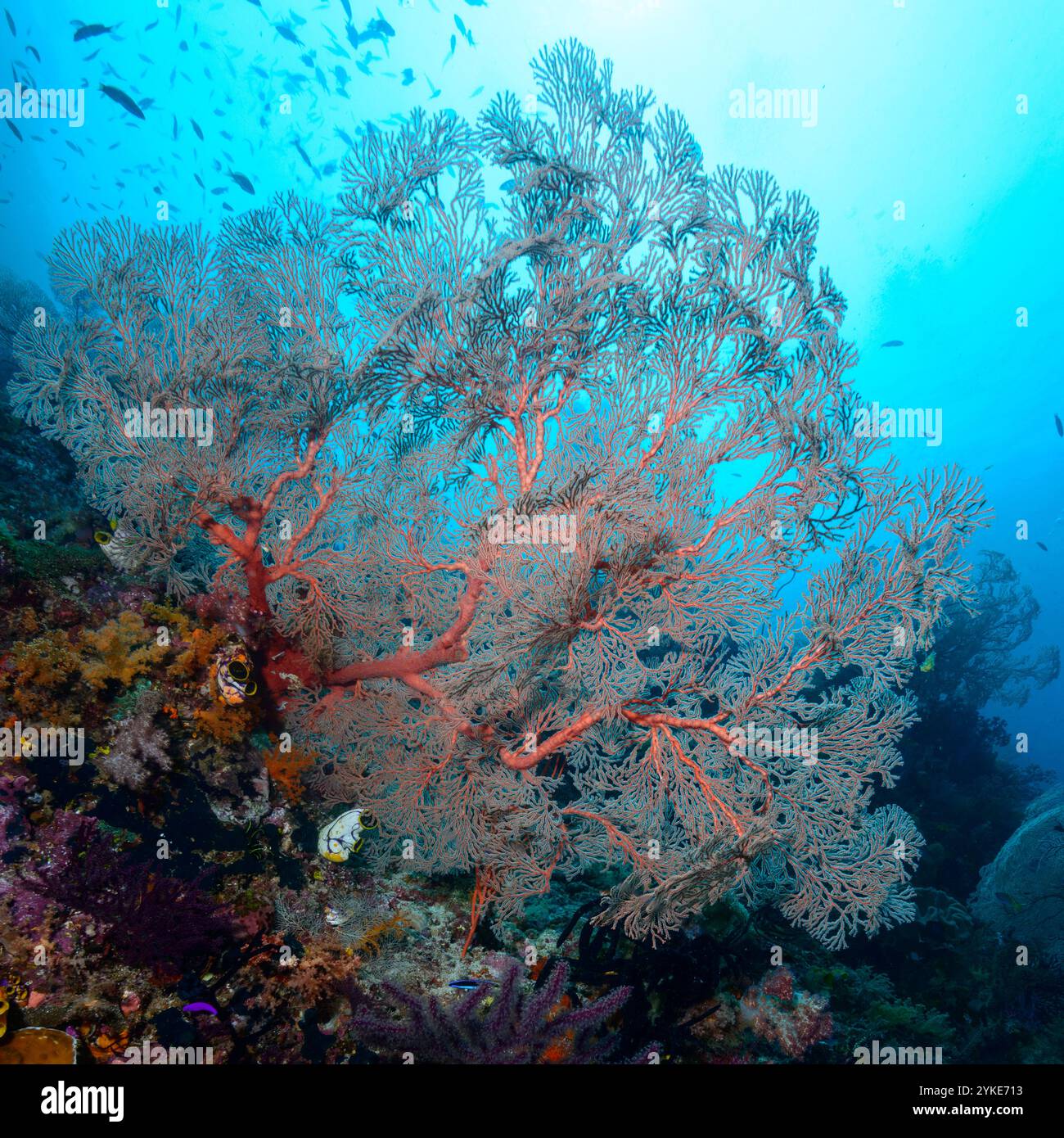 Coral outcrop hi-res stock photography and images - Alamy