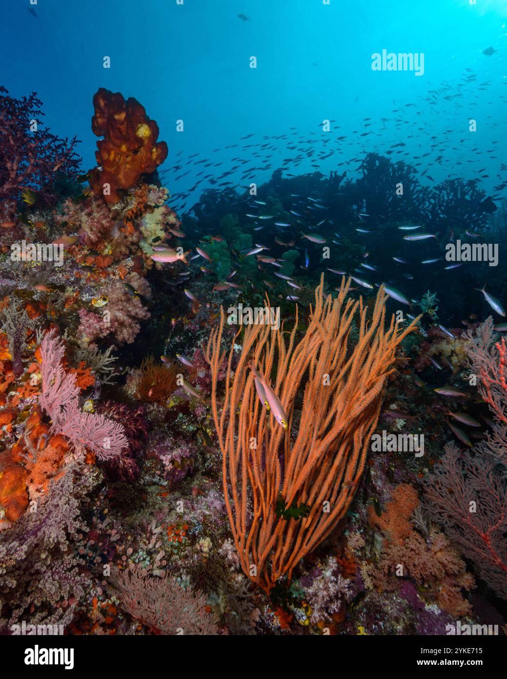coral outcrop raja ampat Stock Photo - Alamy