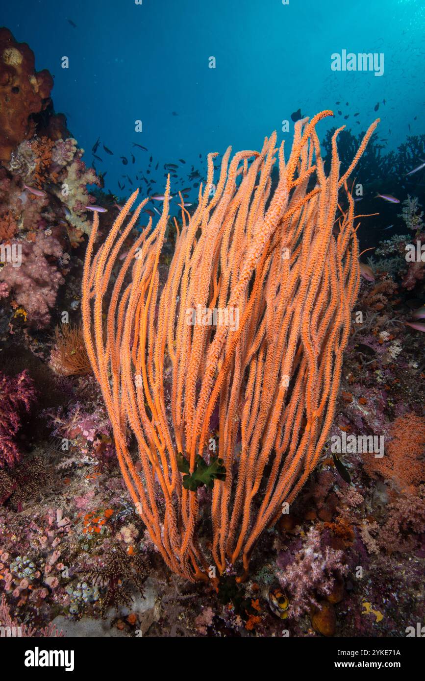 coral outcrop raja ampat Stock Photo - Alamy