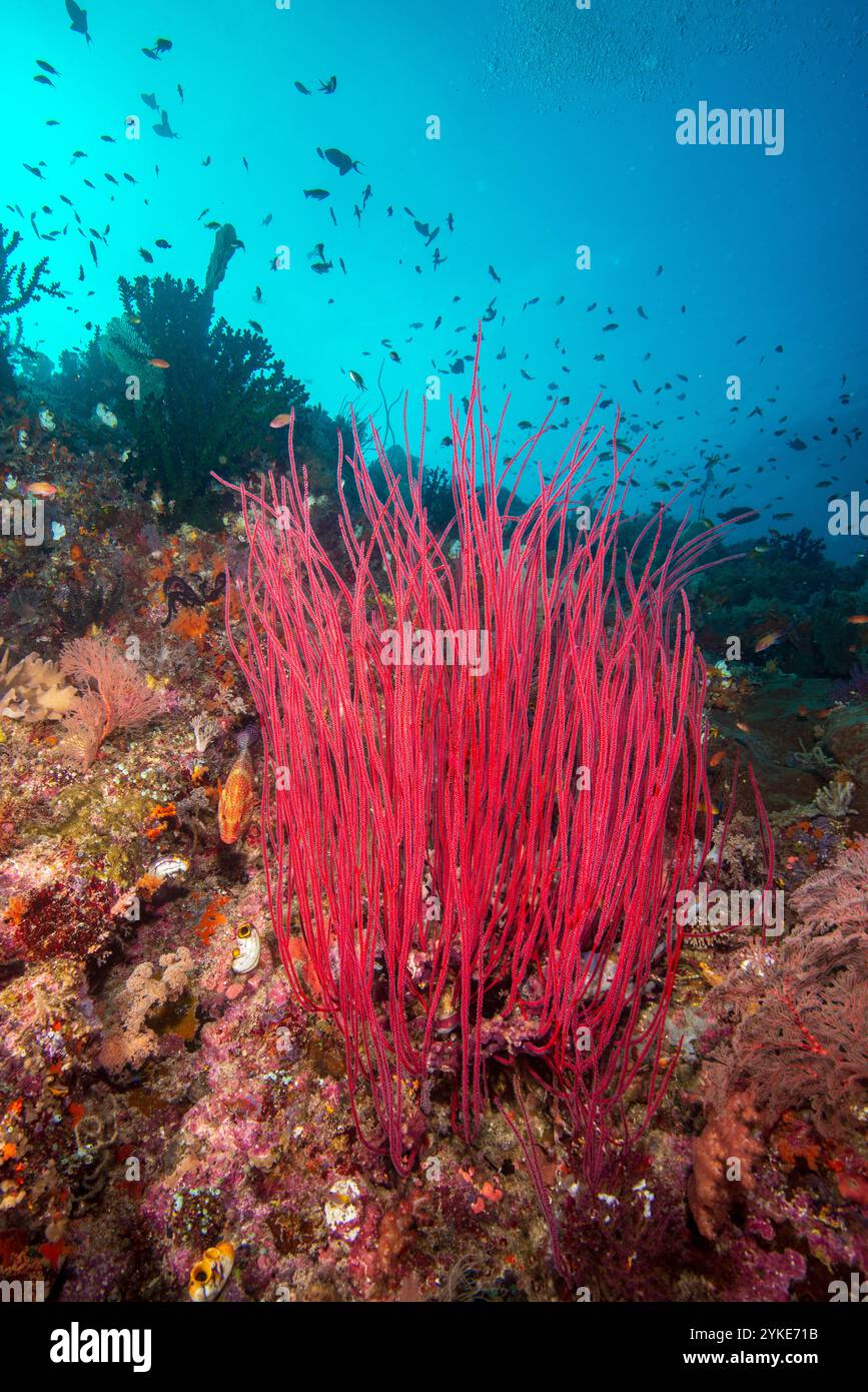 coral outcrop raja ampat Stock Photo - Alamy