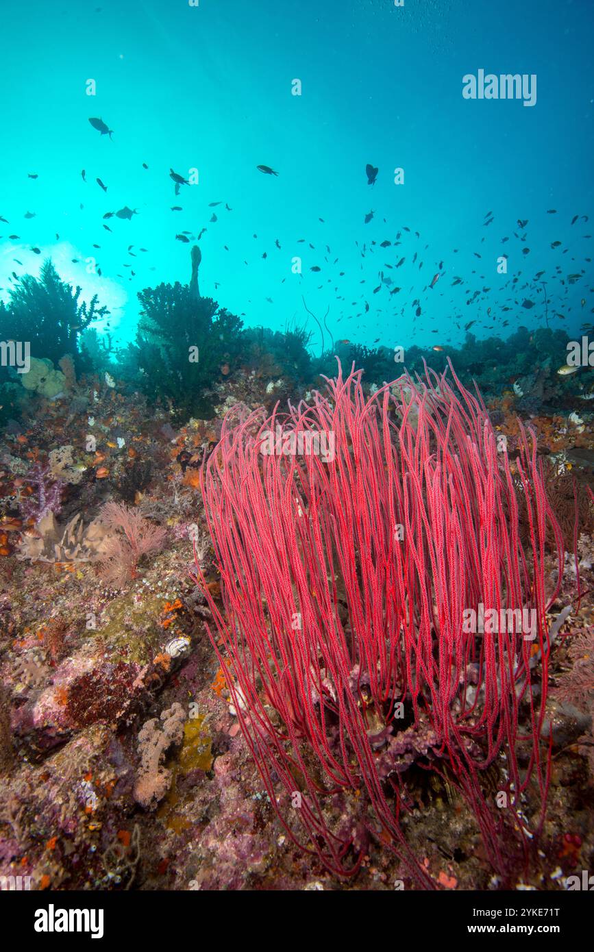 coral outcrop raja ampat Stock Photo - Alamy