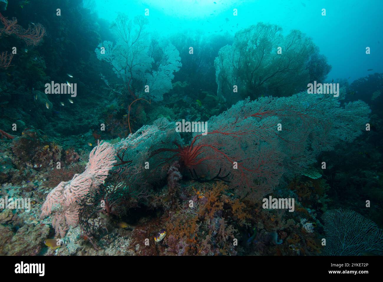 coral outcrop raja ampat Stock Photo - Alamy