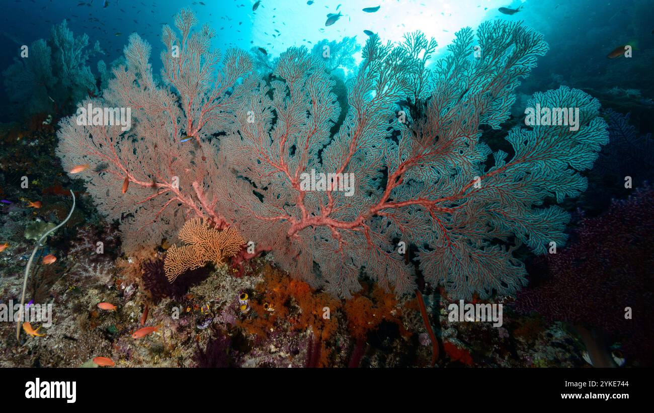 coral outcrop raja ampat Stock Photo - Alamy