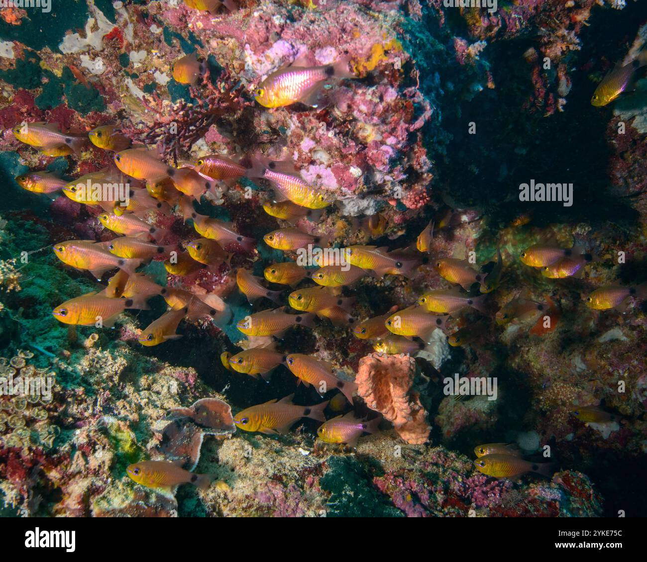 flower cardinalfish raja ampat Stock Photo - Alamy