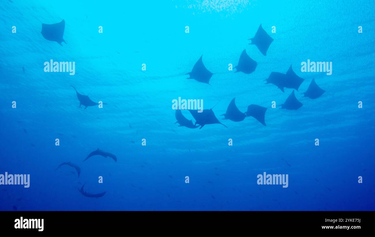 shortfin devil ray raja ampat Stock Photo - Alamy