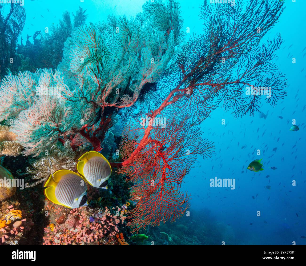 philippine butterflyfish raja ampat Stock Photo - Alamy