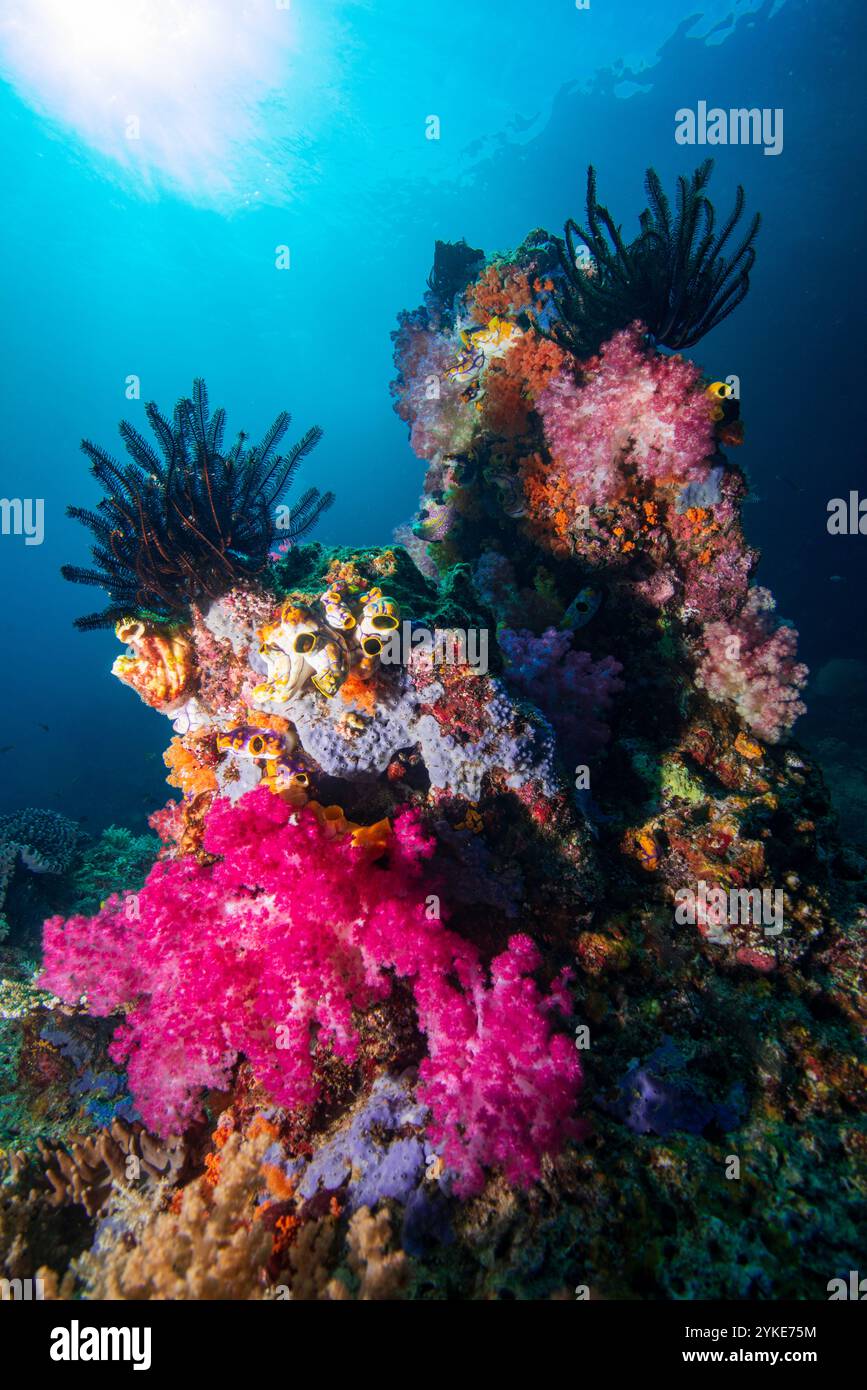 coral reef outcrops raja ampat Stock Photo - Alamy