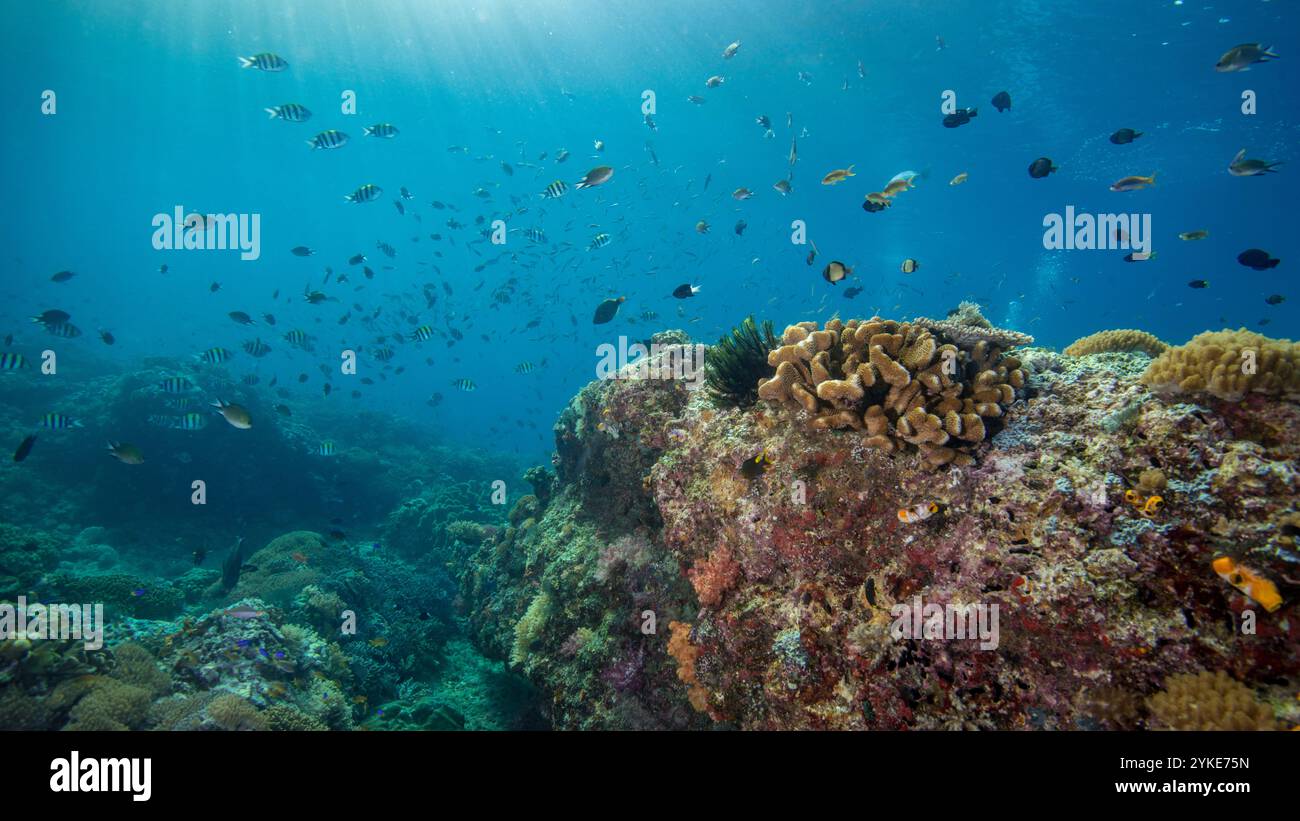 coral reef outcrops raja ampat Stock Photo - Alamy