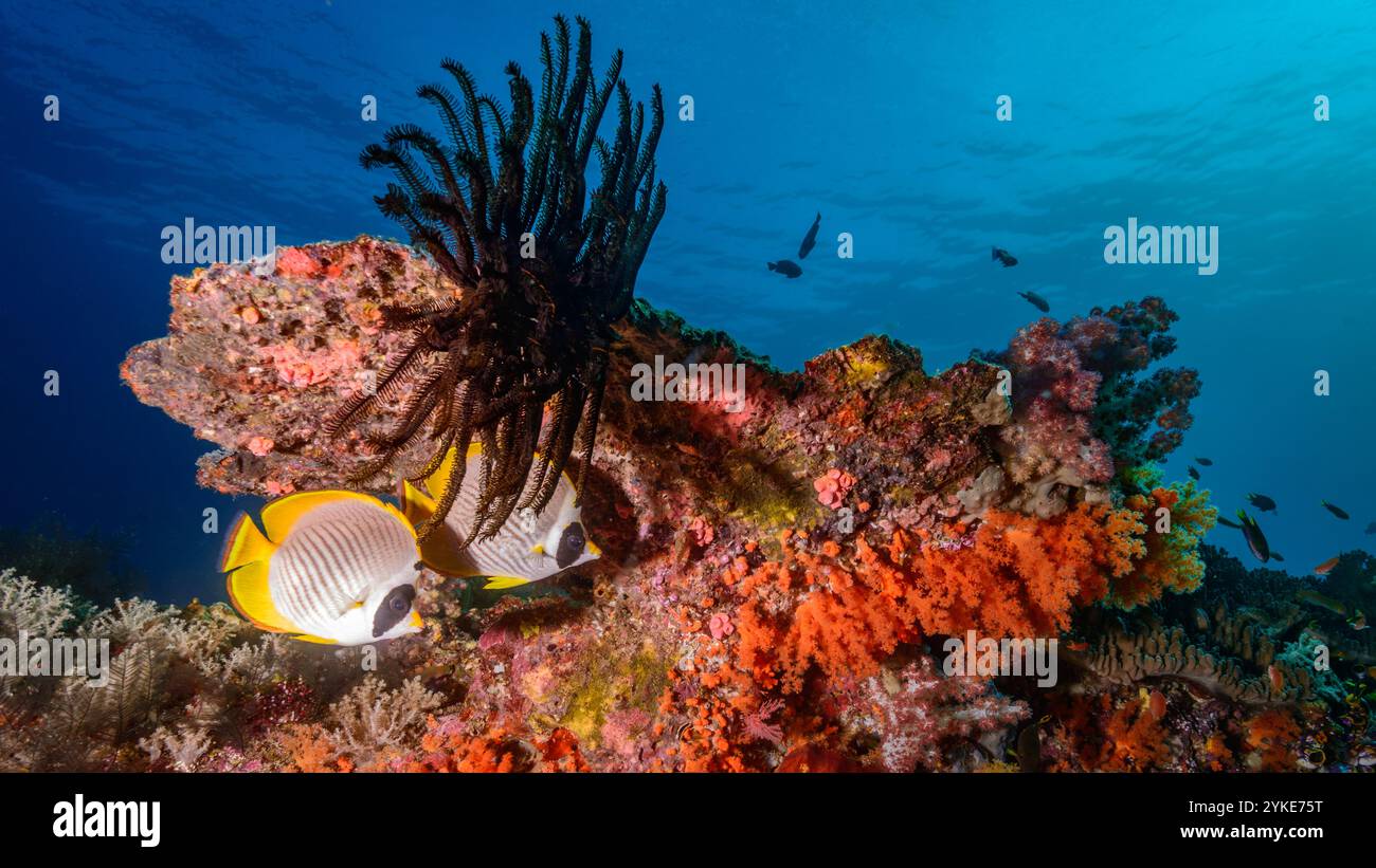 philippine butterflyfish raja ampat Stock Photo - Alamy