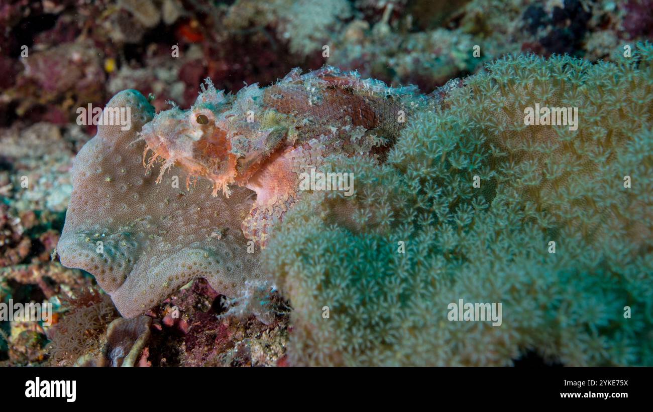 scorpion fish raja ampat Stock Photo - Alamy