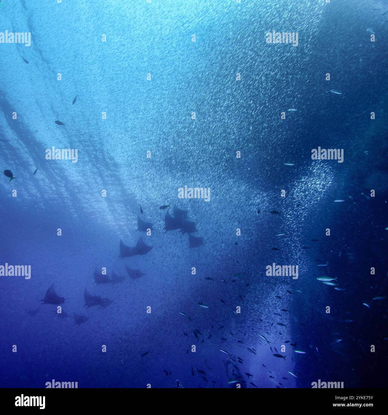 shortfin devil ray raja ampat Stock Photo - Alamy