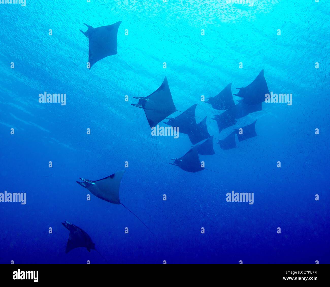shortfin devil ray raja ampat Stock Photo - Alamy