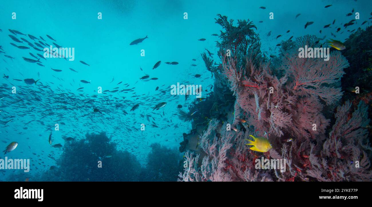 coral reef outcrops raja ampat Stock Photo - Alamy