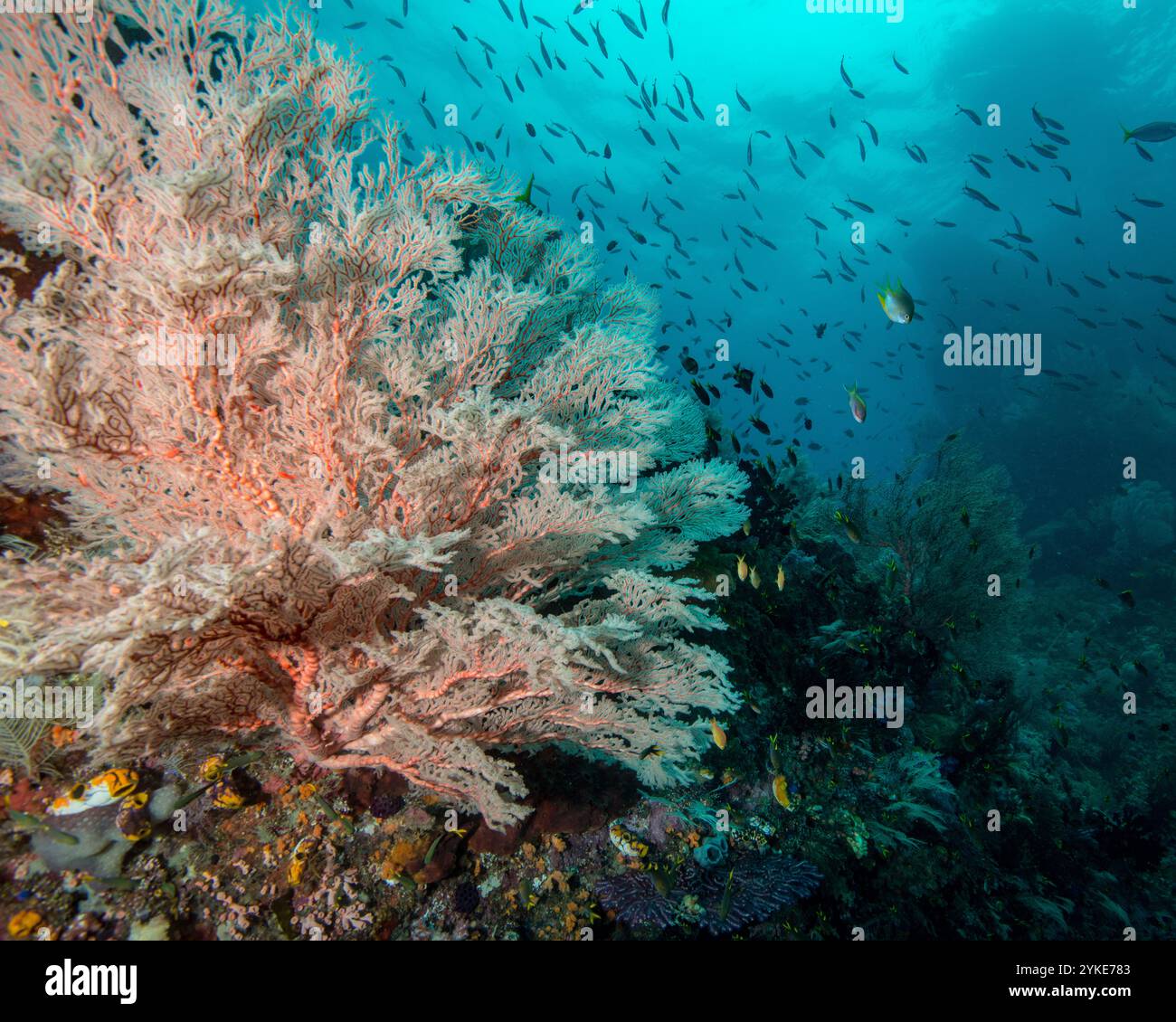 coral reef outcrops raja ampat Stock Photo - Alamy