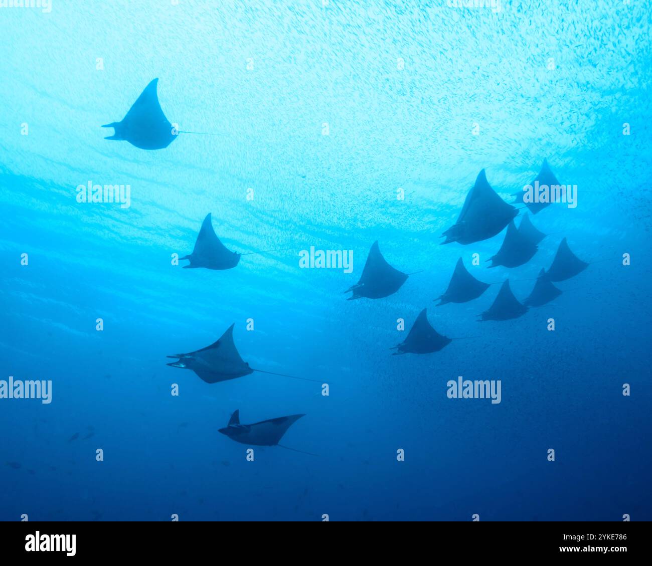 shortfin devil ray raja ampat Stock Photo - Alamy