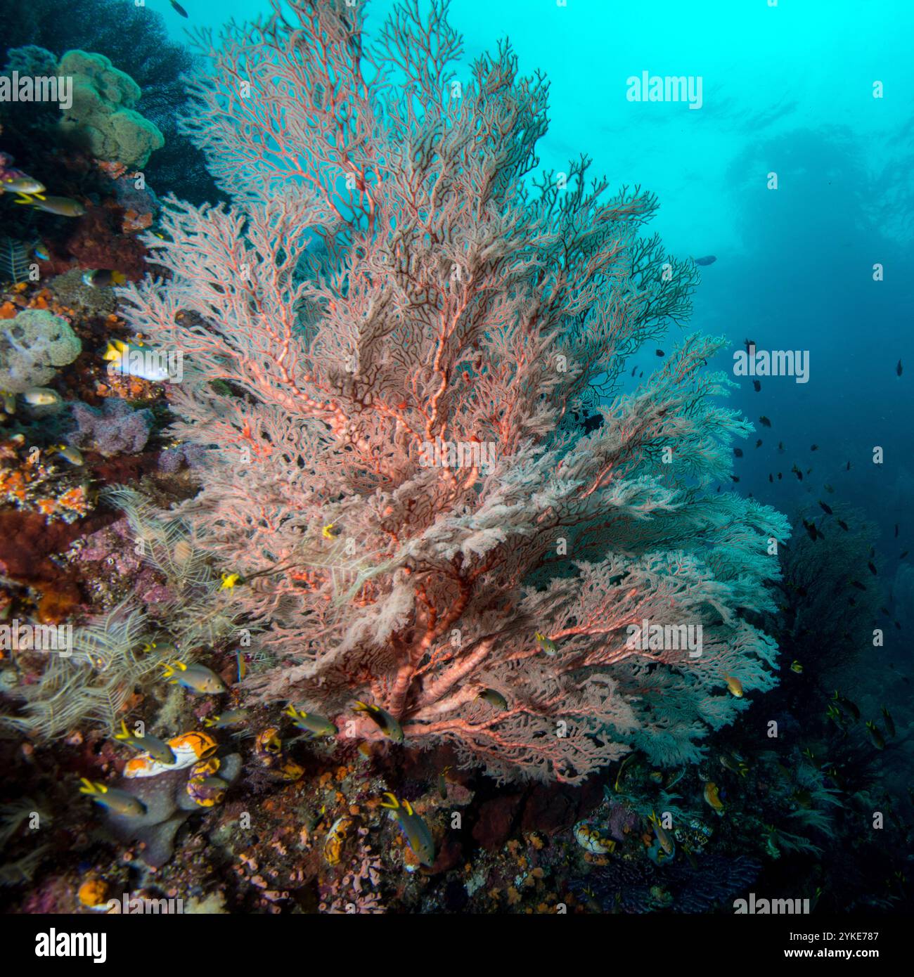 coral reef outcrops raja ampat Stock Photo - Alamy