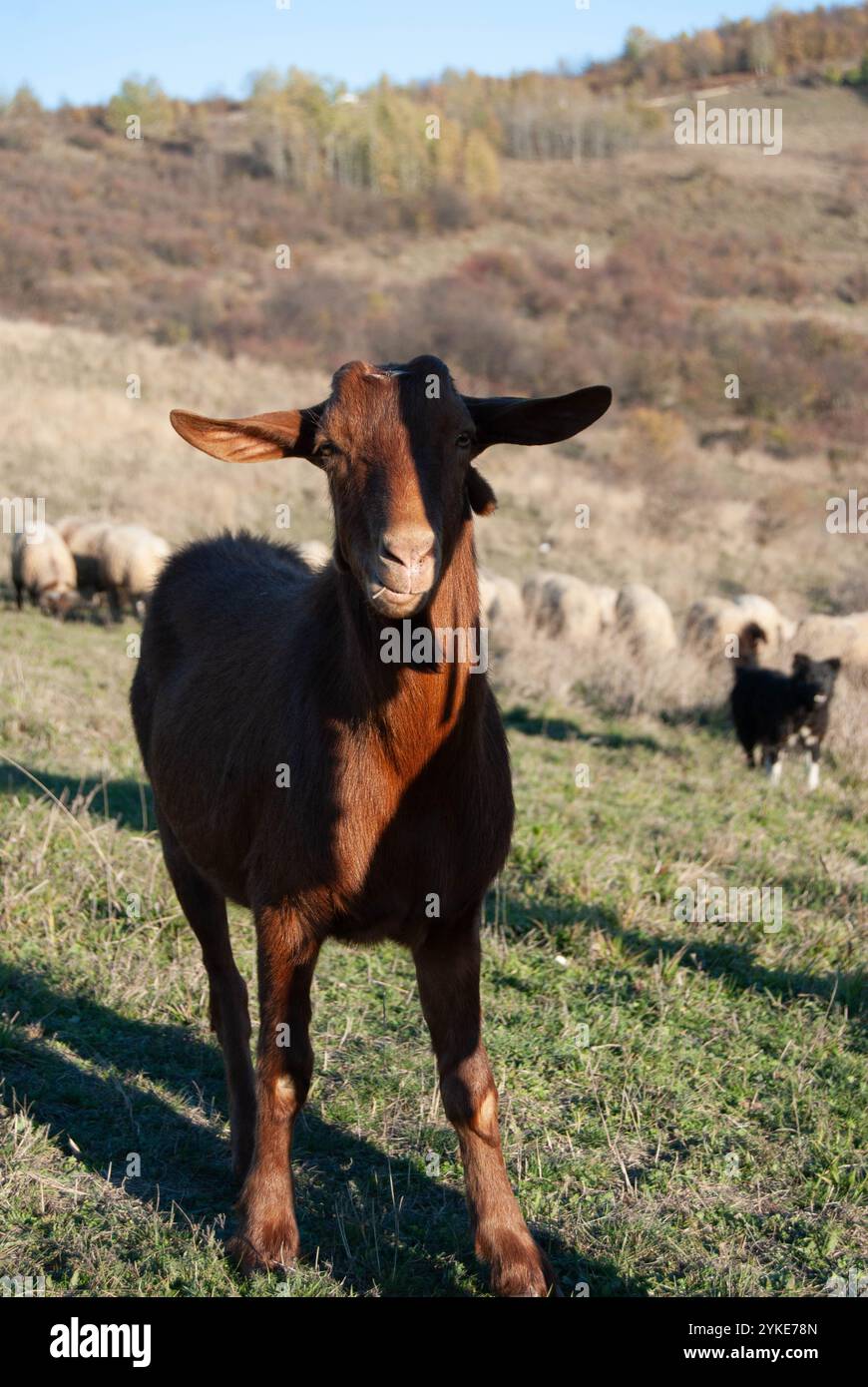 Cheerful red goat in a scenic mountain field, surrounded by a flock of ...