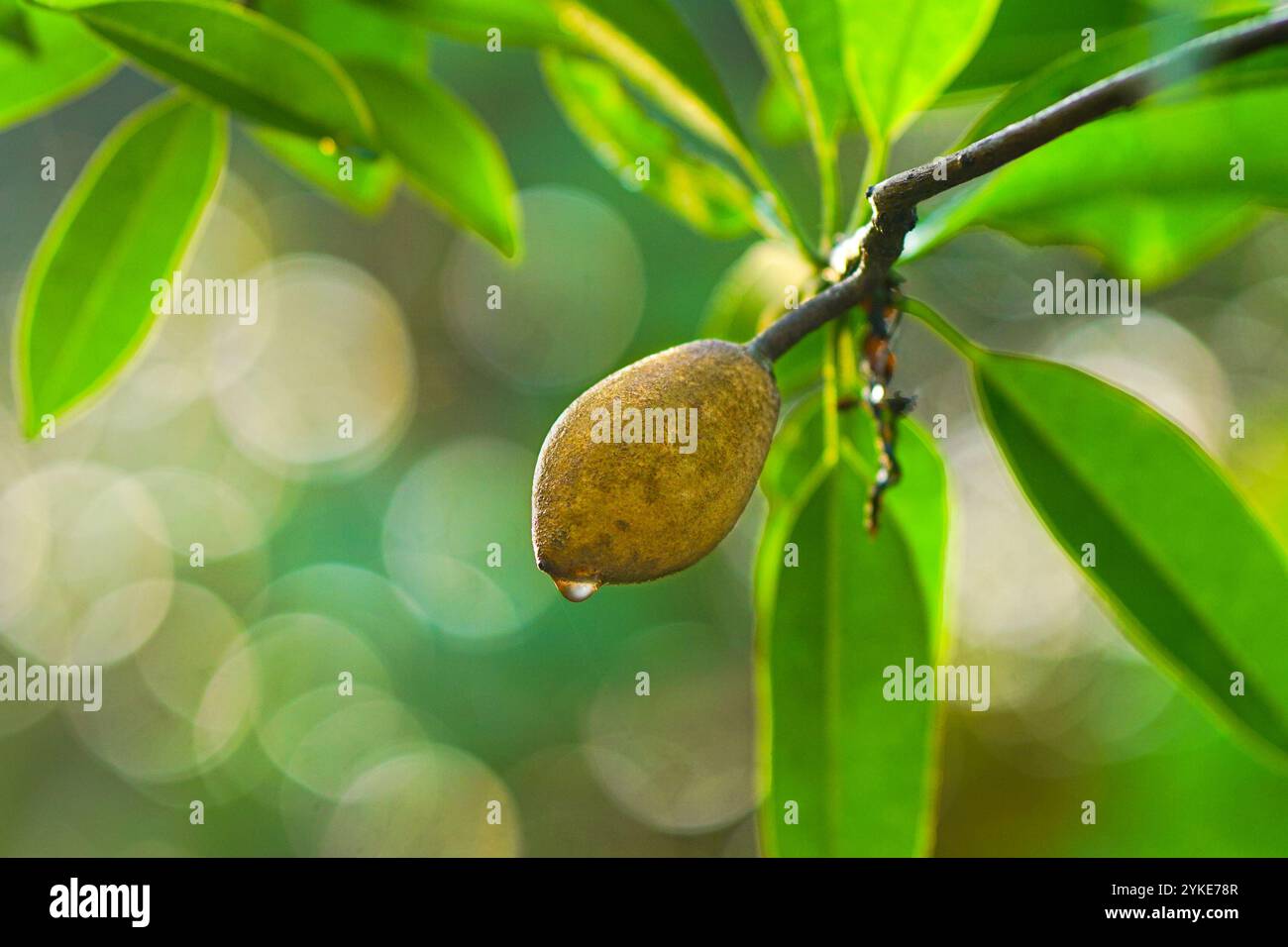 Sapodilla fruit glistening with water droplets hang from a branch ...