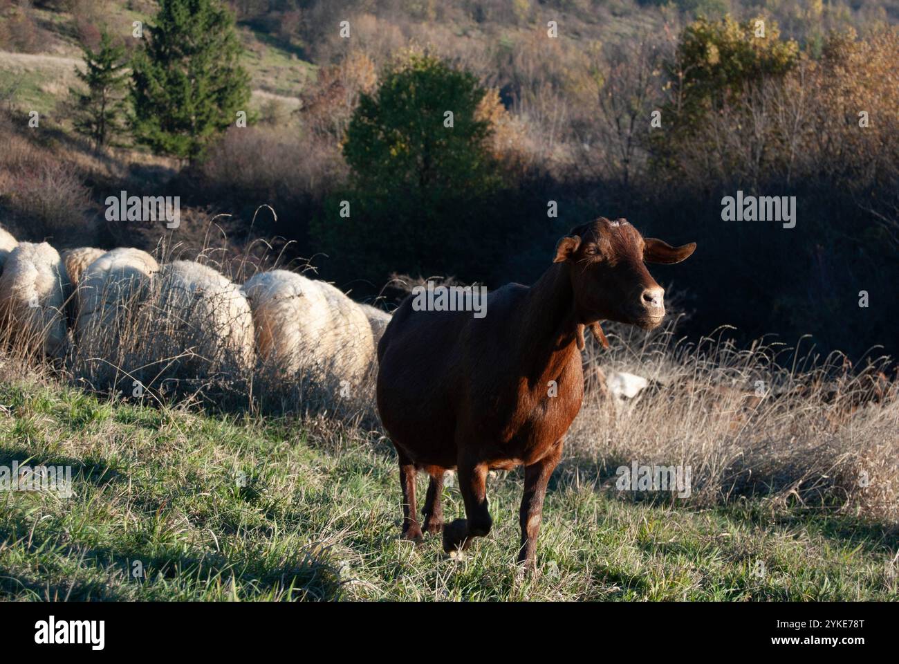 Cheerful red goat in a scenic mountain field, surrounded by a flock of ...