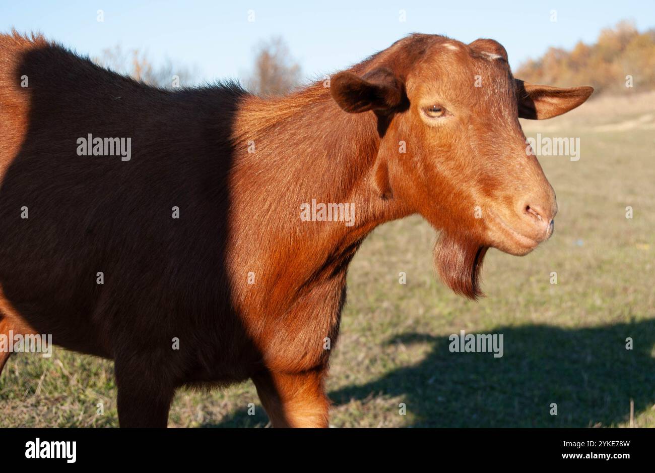 Cheerful red goat in a scenic mountain field, surrounded by a flock of ...