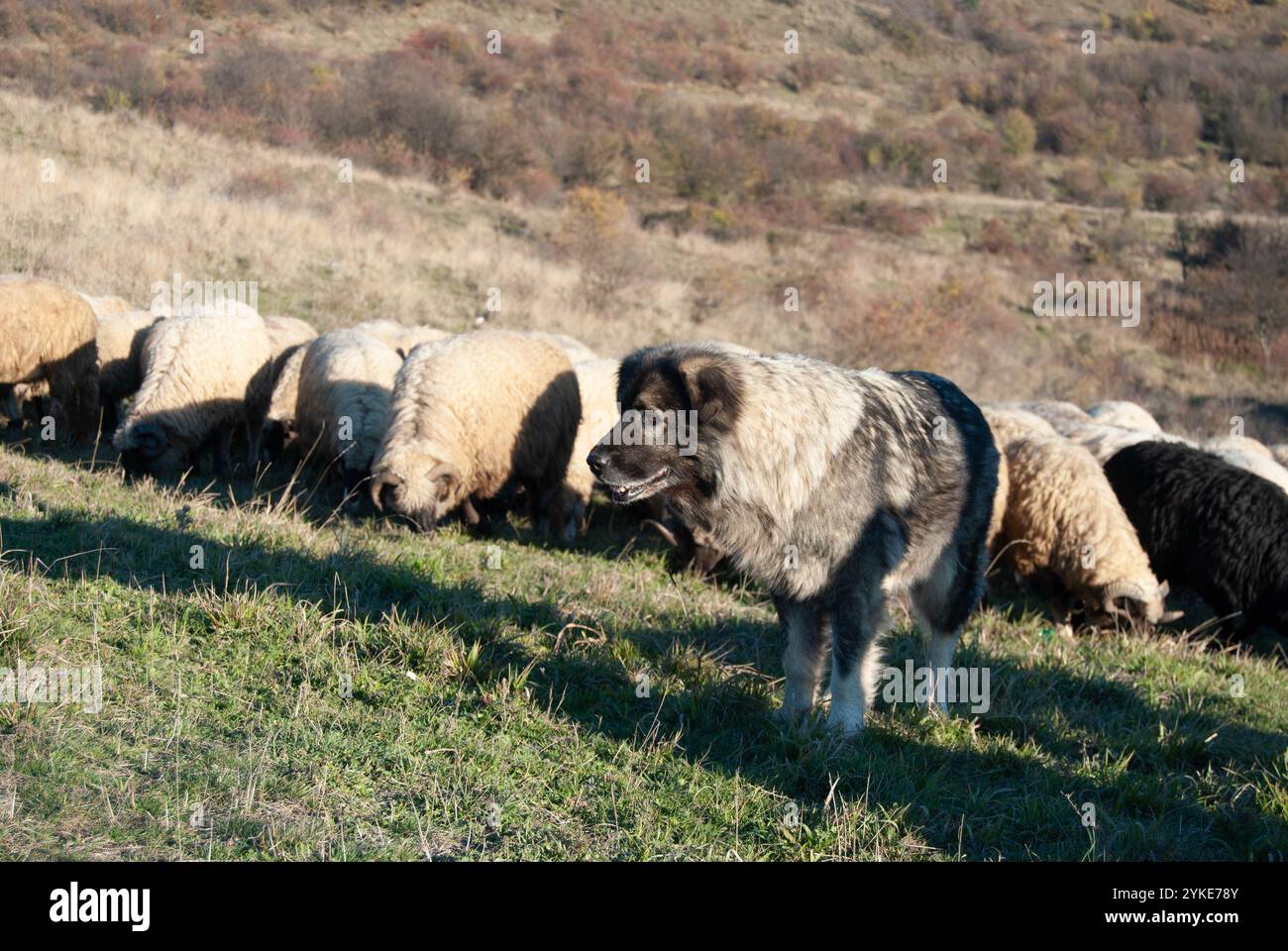 Livestock guardian dog watching over a flock of sheep in a dry grass ...