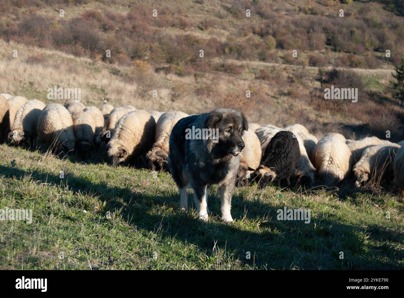 Livestock guardian dog watching over a flock of sheep in a dry grass ...