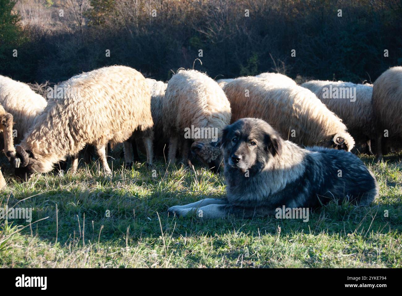 Livestock guardian dog watching over a flock of sheep in a dry grass ...