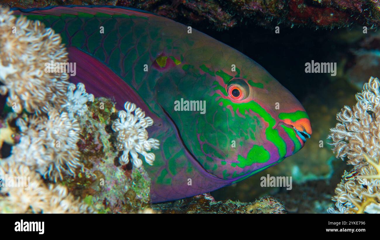 daisy parrotfish red sea Stock Photo - Alamy