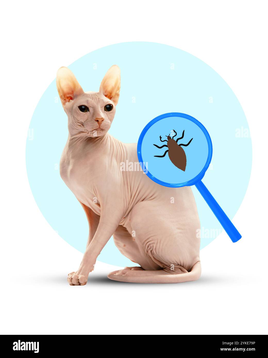 Sphynx cat sitting calmly with magnifying glass showing enlarged image ...