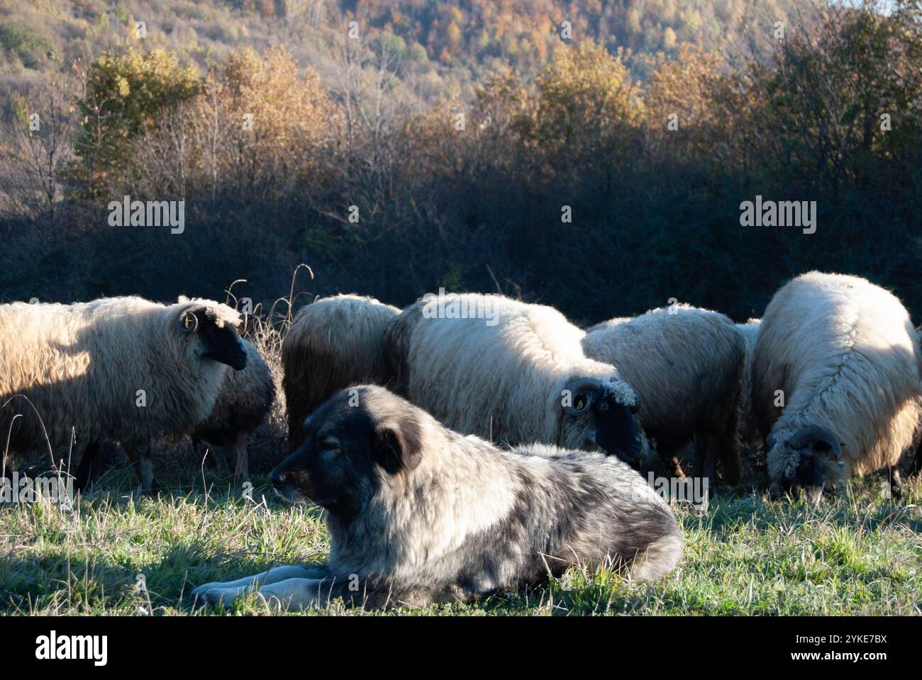 Livestock guardian dog watching over a flock of sheep in a dry grass ...