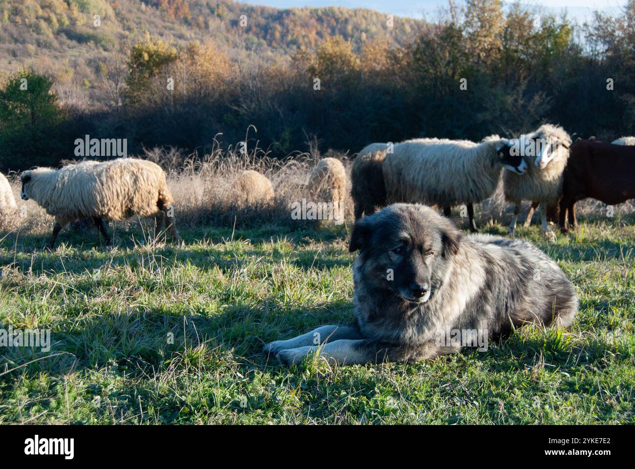 Livestock guardian dog watching over a flock of sheep in a dry grass ...