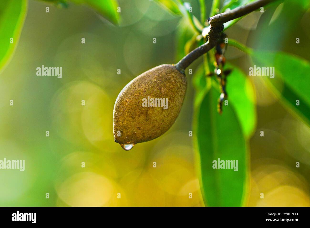 A close-up of sapodilla fruit glistening with water droplets hang from ...
