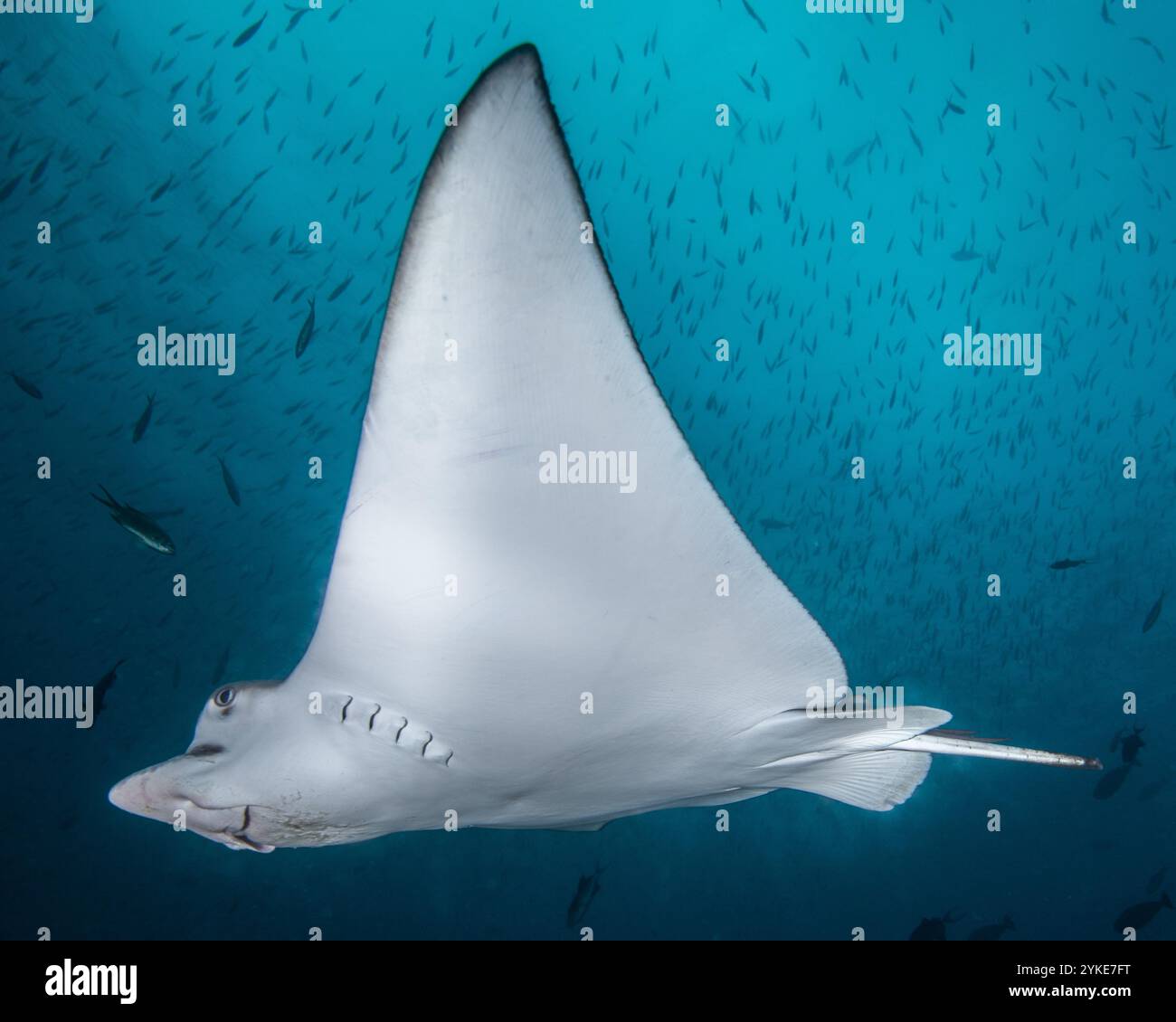 spotted eagle ray maldives Stock Photo - Alamy