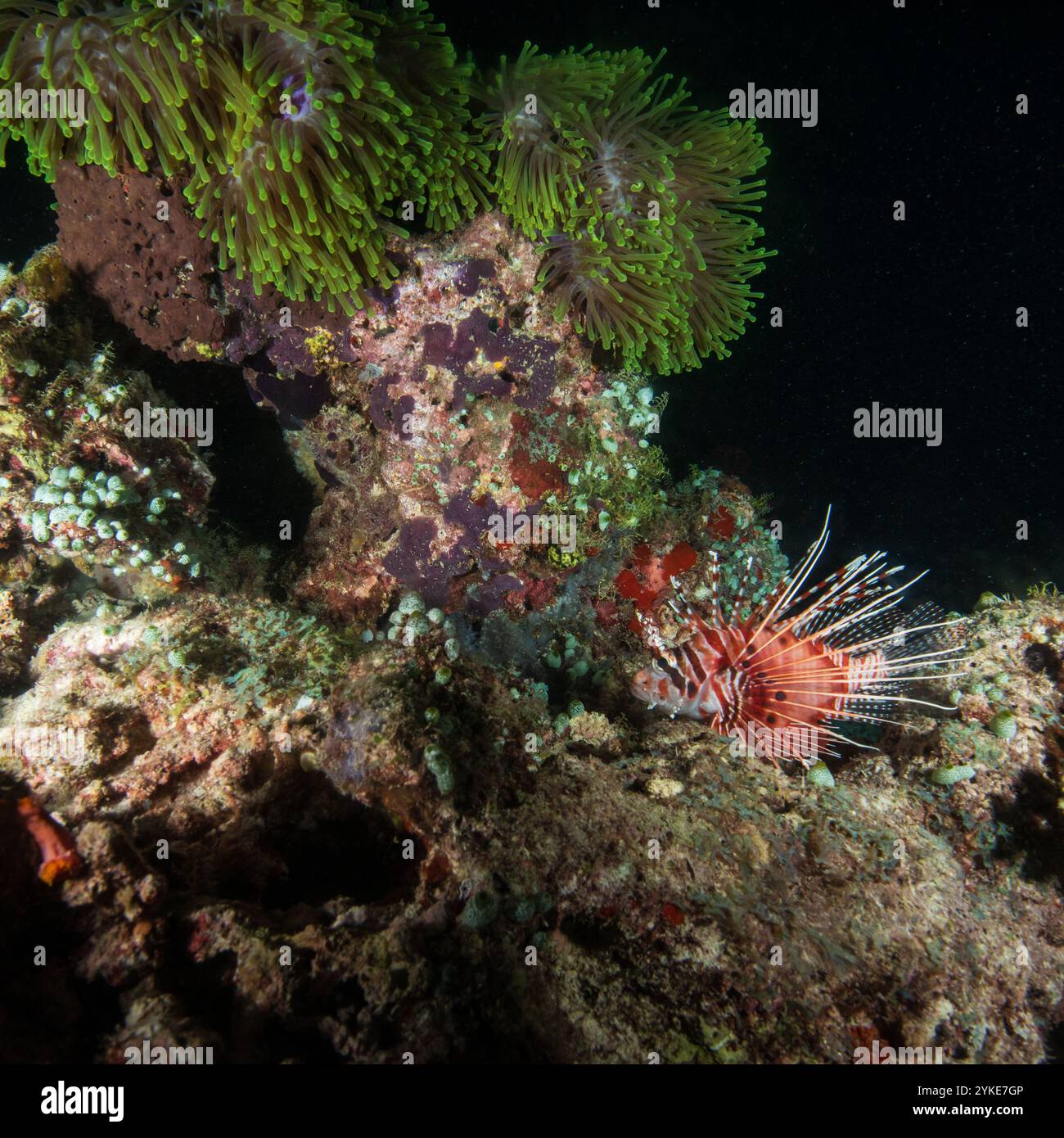 Magnificent sea anemones heteractis hi-res stock photography and images ...