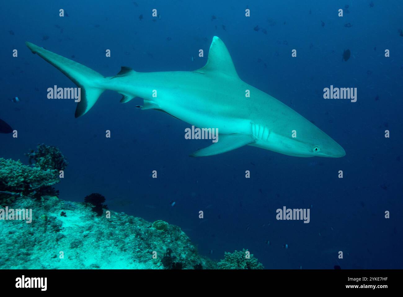 grey reef shark maldives Stock Photo - Alamy