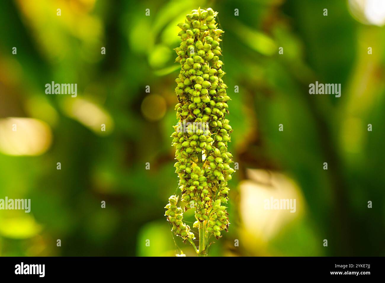 Grain sorghum or Great millet extreme close up shot Stock Photo - Alamy