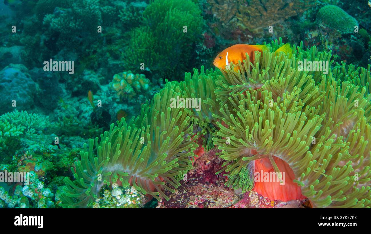 Maldives damselfishes hi-res stock photography and images - Alamy