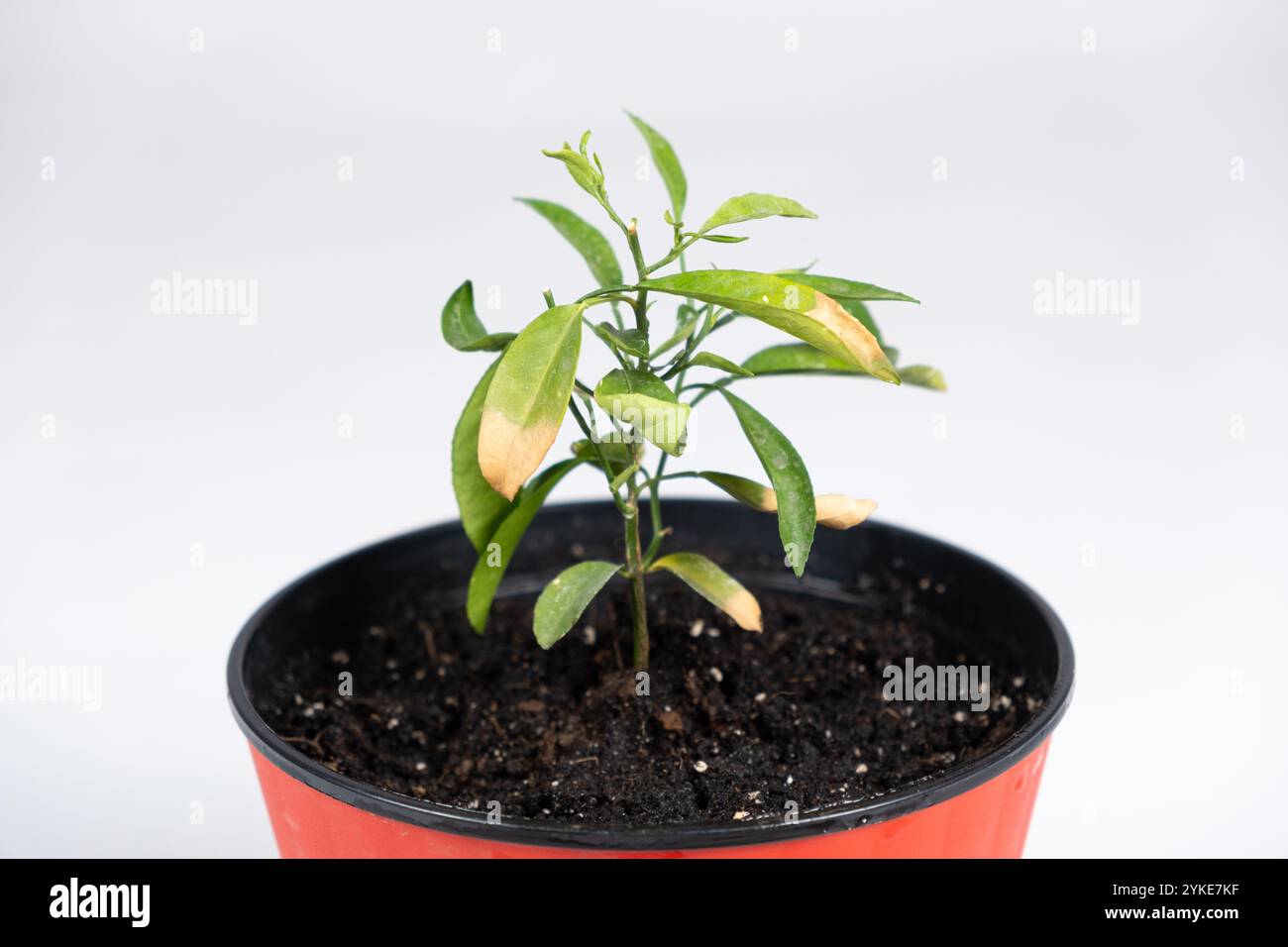 Magnesium deficiency leaves hi-res stock photography and images - Alamy