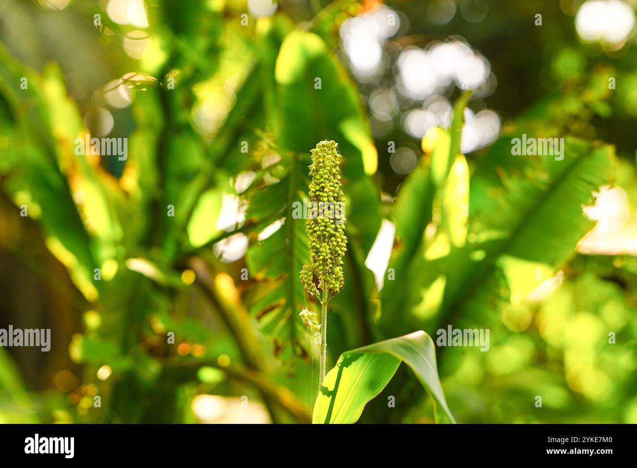 Sorghum Field, commonly called sorghum and also known as great millet ...