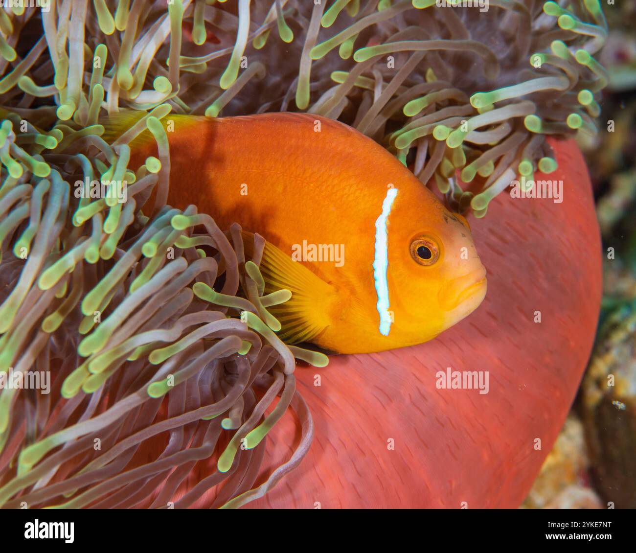 Maldives damselfishes hi-res stock photography and images - Alamy
