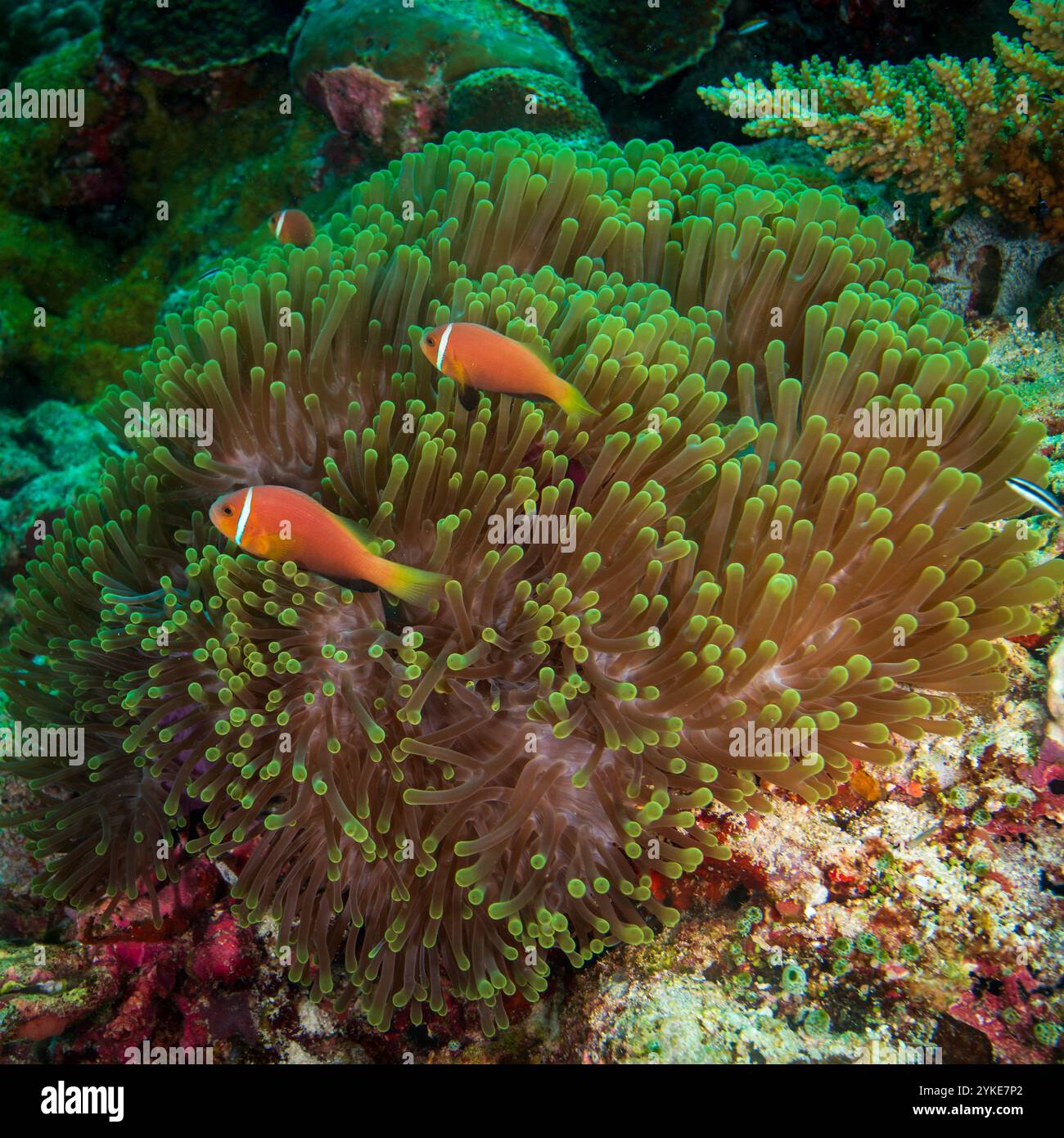 Maldives damselfishes hi-res stock photography and images - Alamy