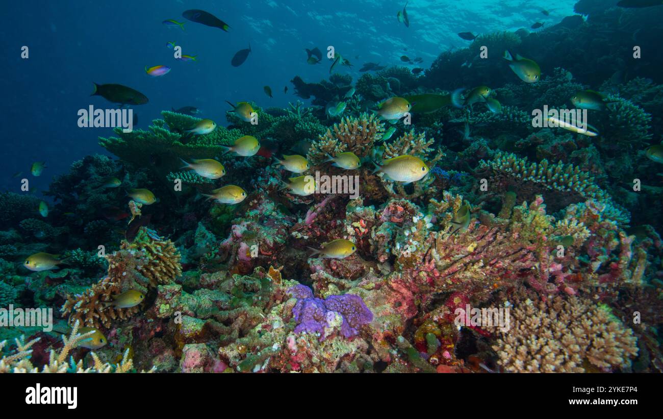 Maldives damselfishes hi-res stock photography and images - Alamy