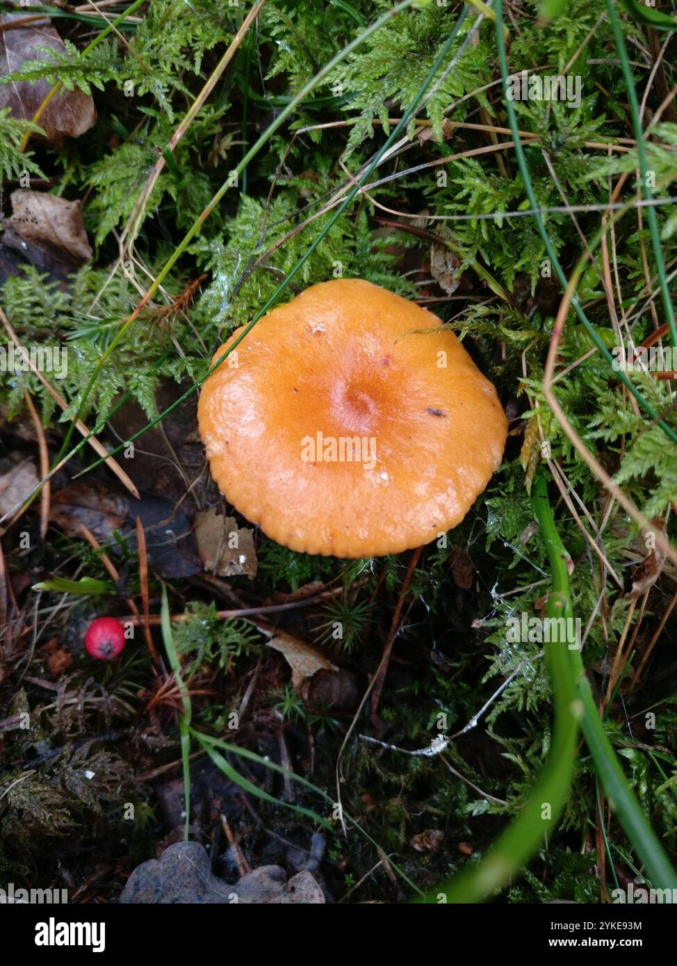 Orange Milkcap (Lactarius aurantiacus Stock Photo - Alamy