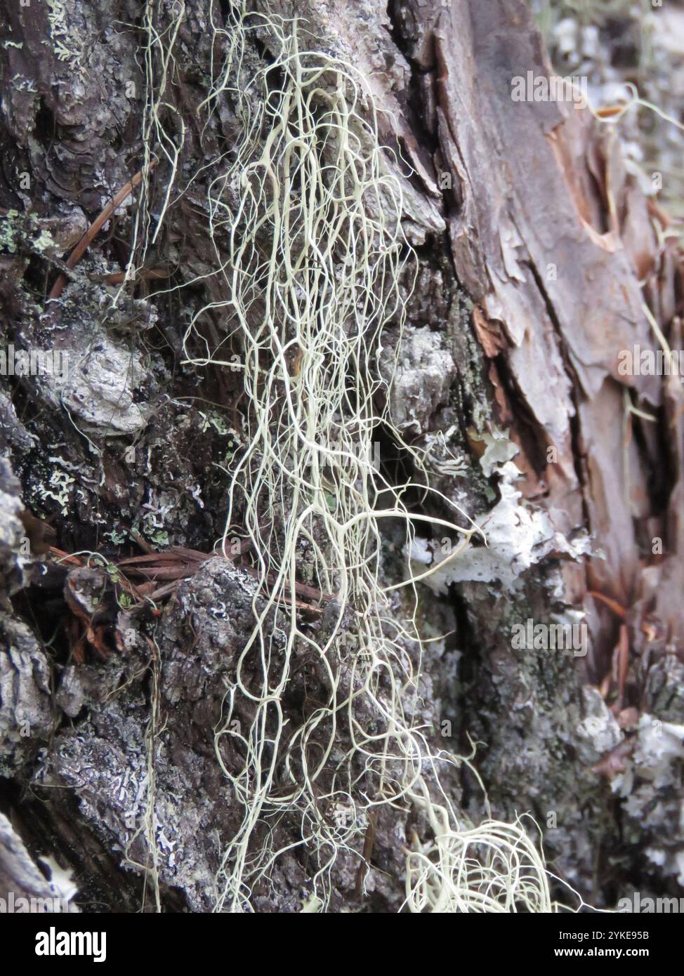 Witch's Hair Lichens (Alectoria Stock Photo - Alamy