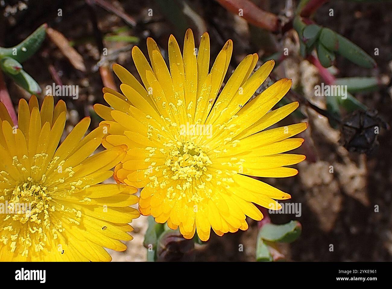 Hairless Brightfig (Lampranthus glaucus Stock Photo - Alamy