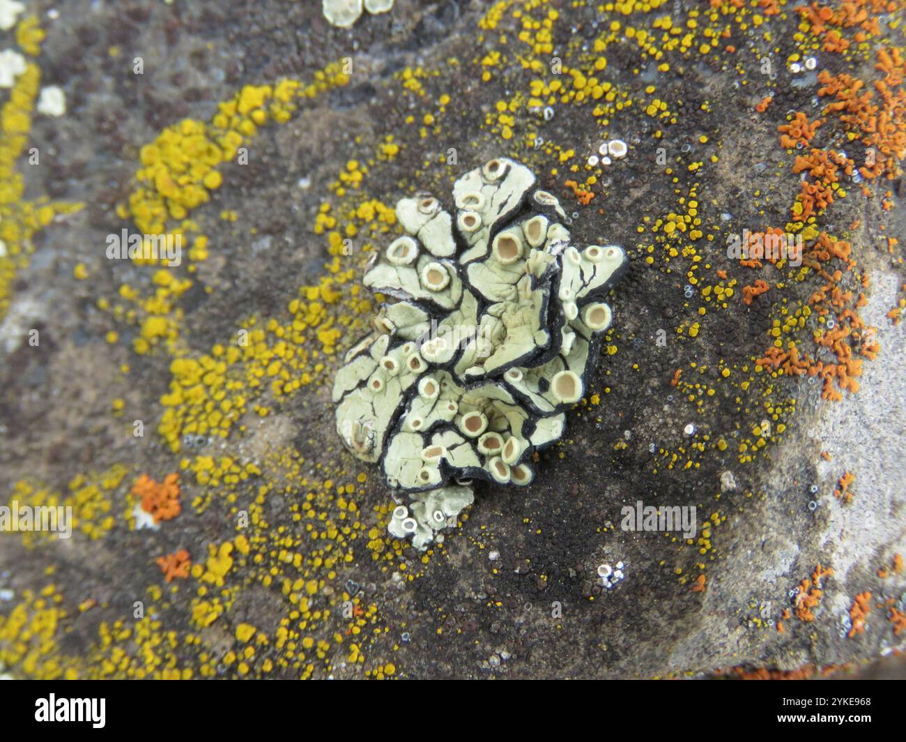 rim lichens, disc lichens, and allies (Lecanoraceae Stock Photo - Alamy