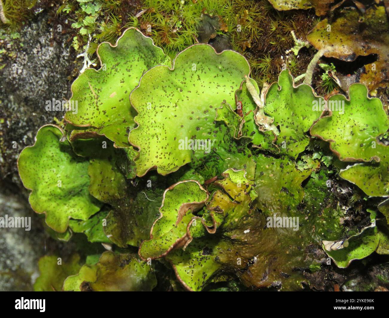 freckled pelt lichen (Peltigera aphthosa Stock Photo - Alamy